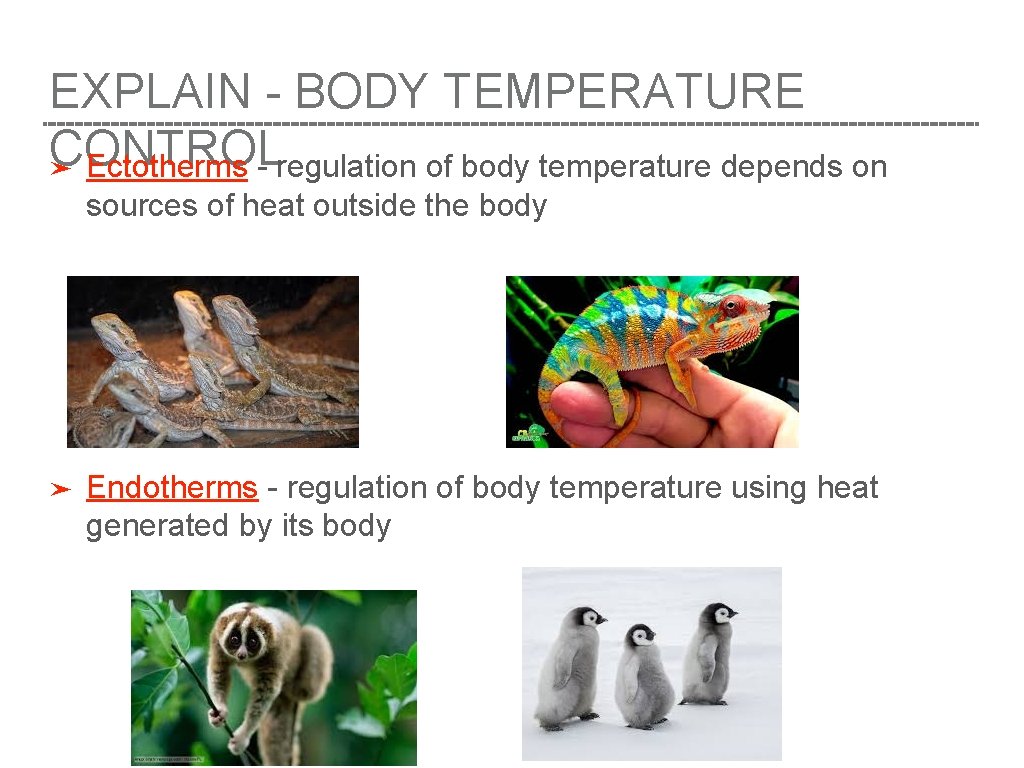 HOMEOSTASIS Big Q How is the human body