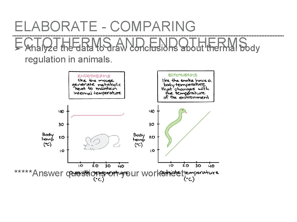 HOMEOSTASIS Big Q How is the human body