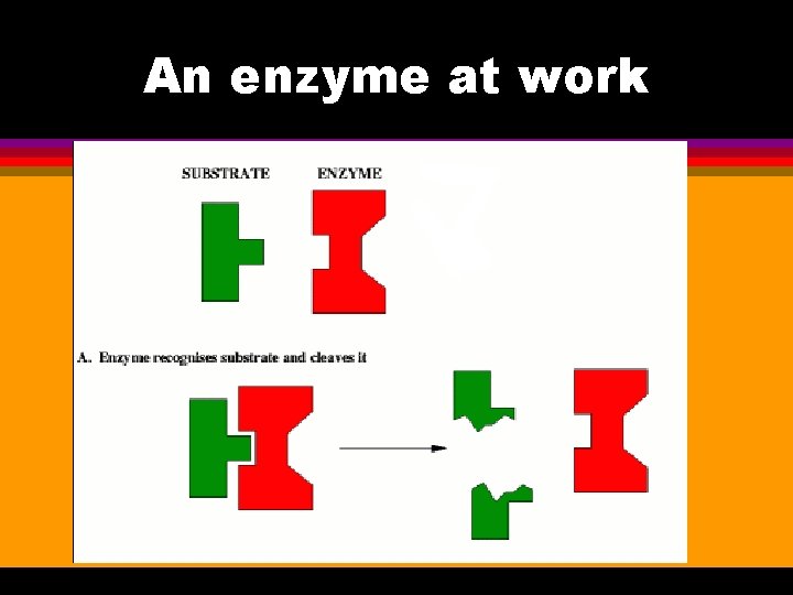 Proteins l l Made of Carbon Hydrogen Oxygen
