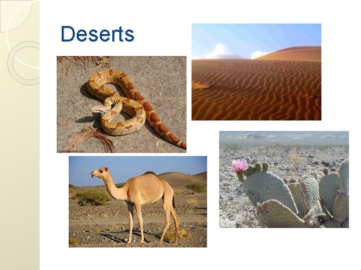 Levels of Organization Organism one member of a