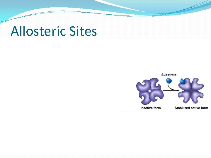 Enzymes pp 96 102 Enzymes enzyme biological catalyst