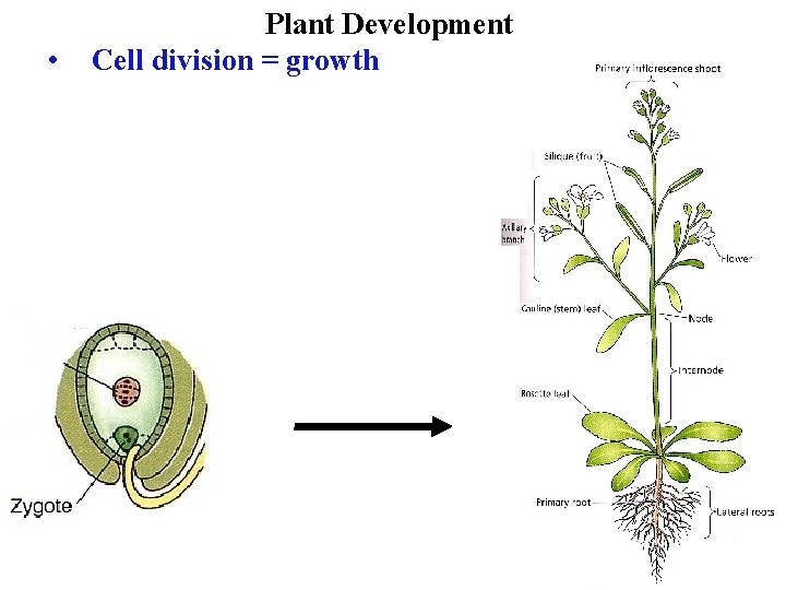 COURSE OVERVIEW 1 Understanding how plants work 2