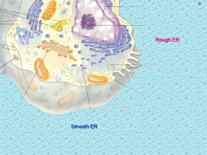 We will be defining the organelles and using