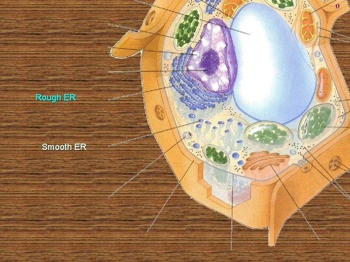 We will be defining the organelles and using