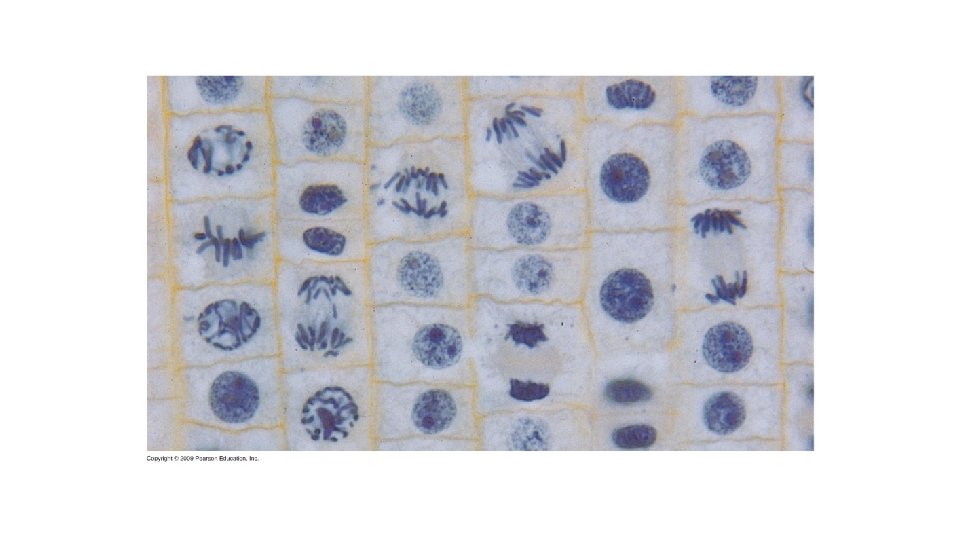AP Biology Review Session 3 INTERPHASE cell growth