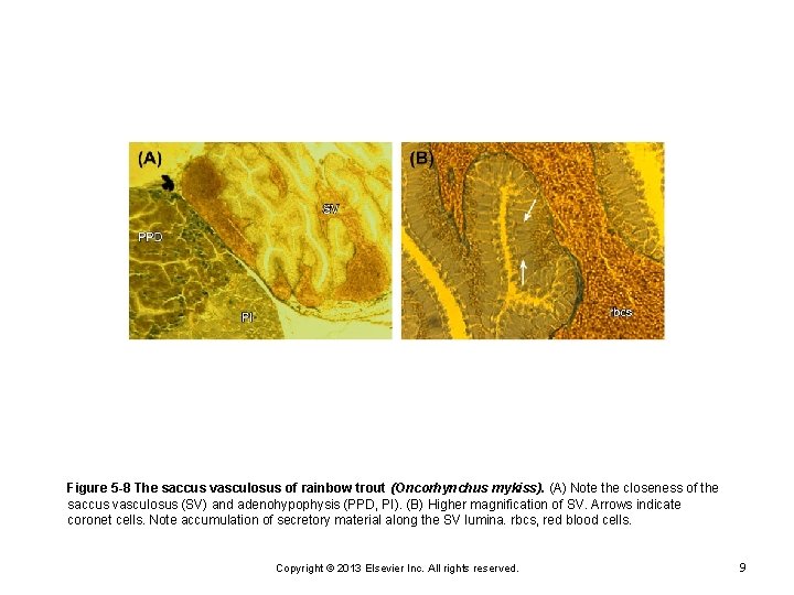 Chapter 5 The HypothalamusPituitary System in NonMammalian Vertebrates