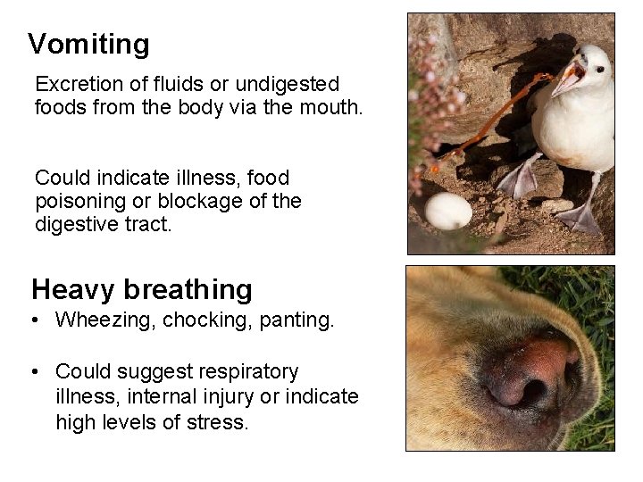 AN INTRODUCTION TO THE INITIAL ASSESSMENT OF WILDLIFE