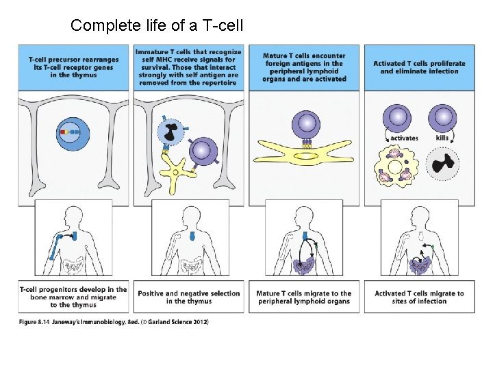 Immunology Biol 465 Minot State University Spring 2018