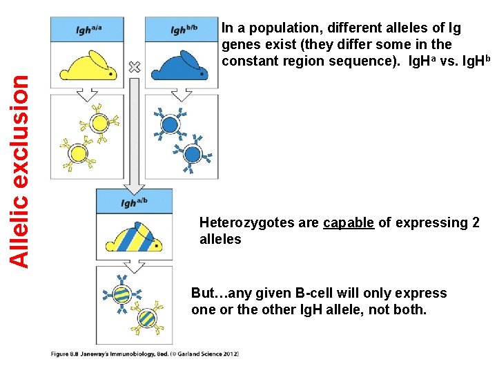 Immunology Biol 465 Minot State University Spring 2018