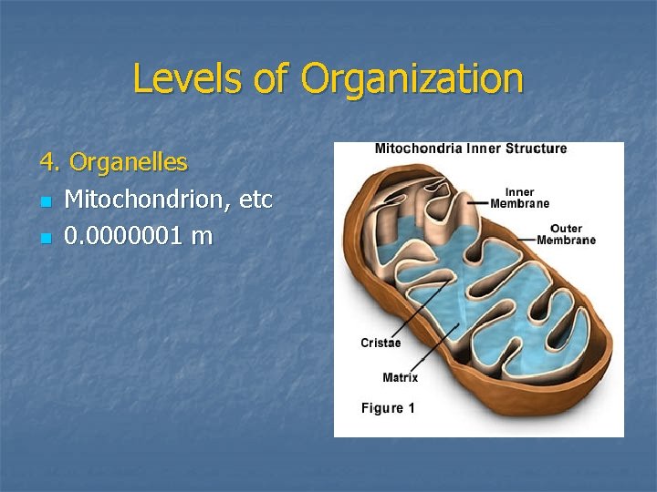 Levels of Biological Organization Levels of Organization 1