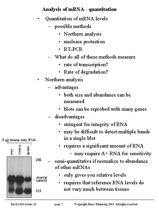 Bio Sci 203 Lecture 23 m RNA analysis