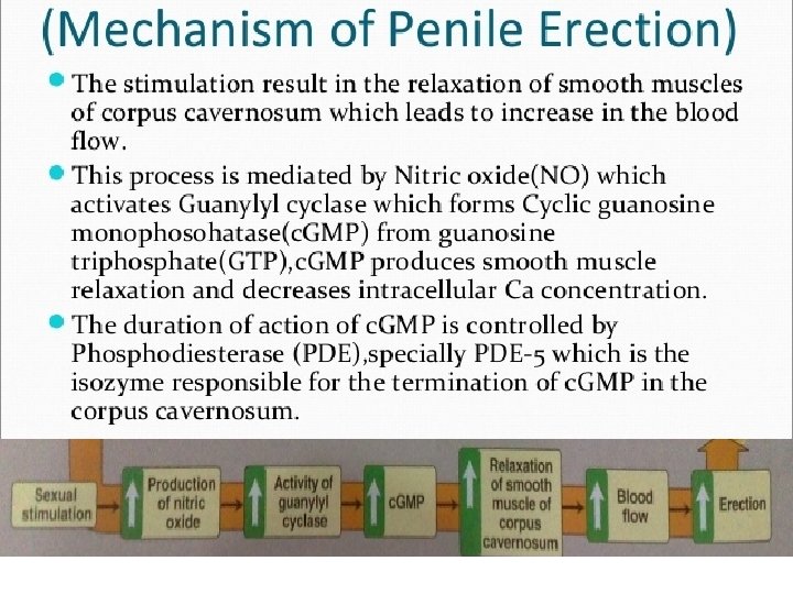 Anatomy Physiology of erection and ejaculation The penile
