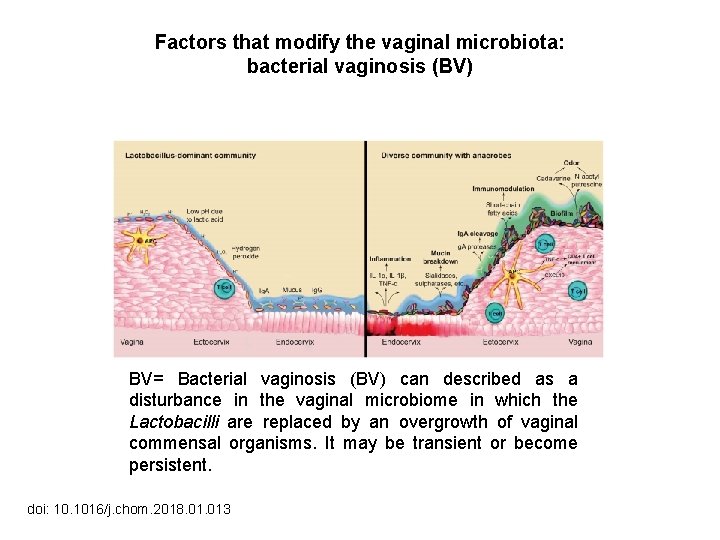 THE VAGINAL MICROBIOME VMB IN HEALTH AND DISEASE