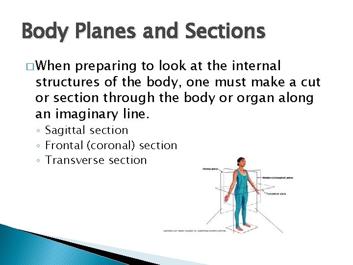 The Language of Anatomy What do scientists use