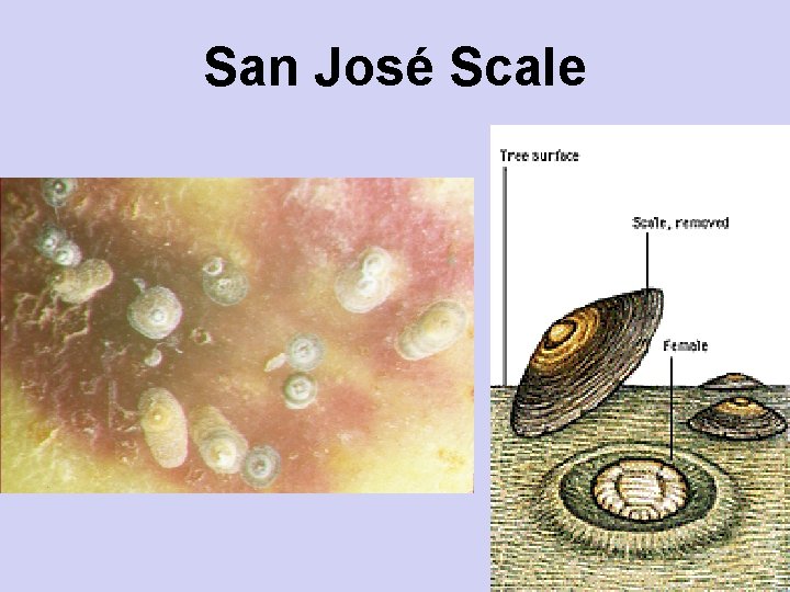 Insect Pests in Home Fruit Gardens Basic Training
