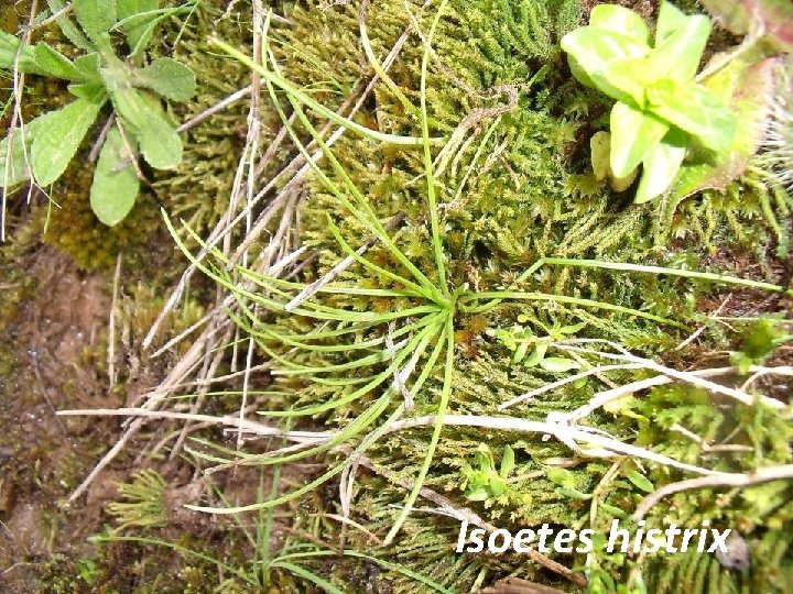 Unit 5 CONSERVATION DIAGNOSTICS Habitat Unit 5 CONSERVATION