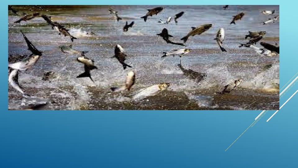 INFESTATION OF ASIAN CARP The battle for control