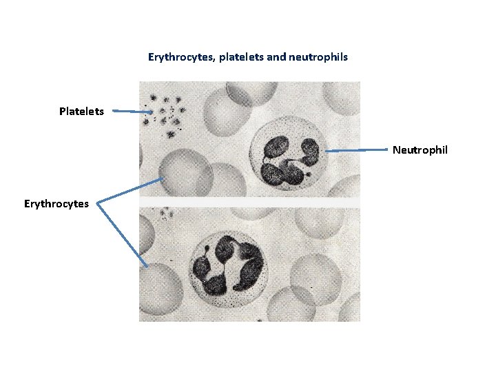 Blood is a tissue composed of Erythrocytes the