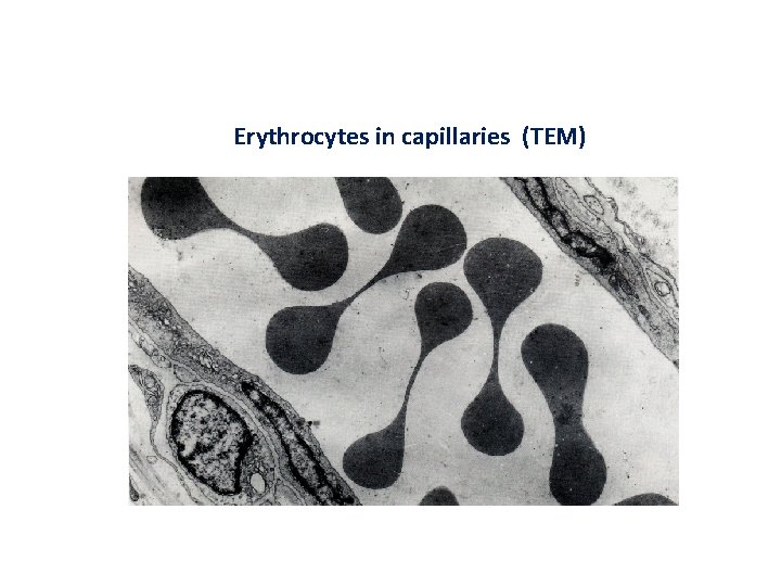 Blood is a tissue composed of Erythrocytes the