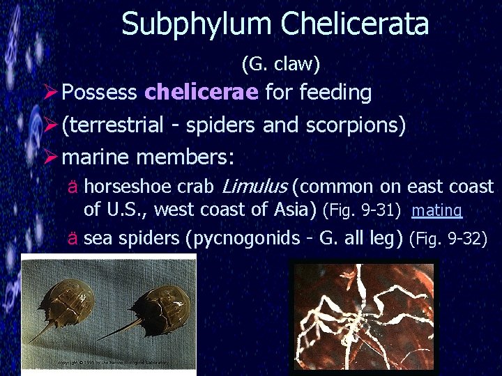Marine Invertebrates Part II Two remaining Phyla P