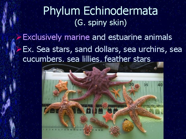Marine Invertebrates Part II Two remaining Phyla P
