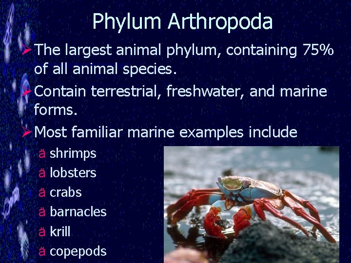 Marine Invertebrates Part II Two remaining Phyla P