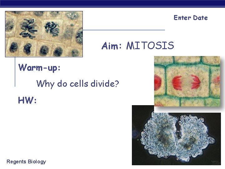 Enter Date Aim MITOSIS Warmup Why do cells