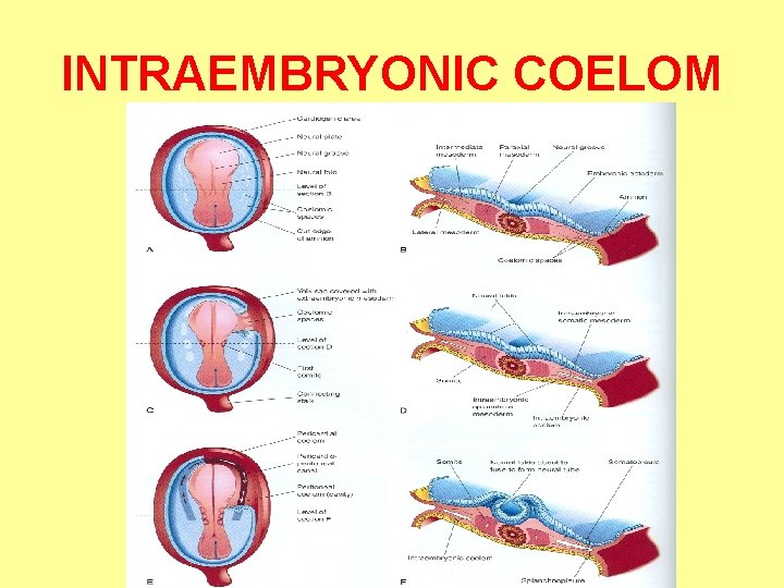 Dr Ahmed Fathalla Ibrahim INTRAEMBRYONIC COELOM INTRAEMBRYONIC COELOM