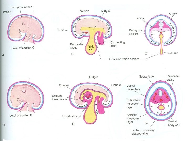 Dr Ahmed Fathalla Ibrahim INTRAEMBRYONIC COELOM INTRAEMBRYONIC COELOM