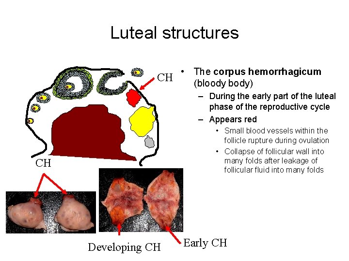 Female reproductive hormones Gross anatomy of female reproductive