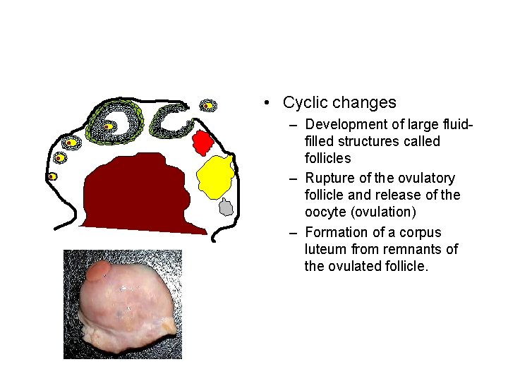Female reproductive hormones Gross anatomy of female reproductive