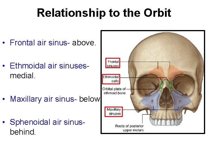PARANASAL AIR SINUSES Presented by Dr Sushma Tomar