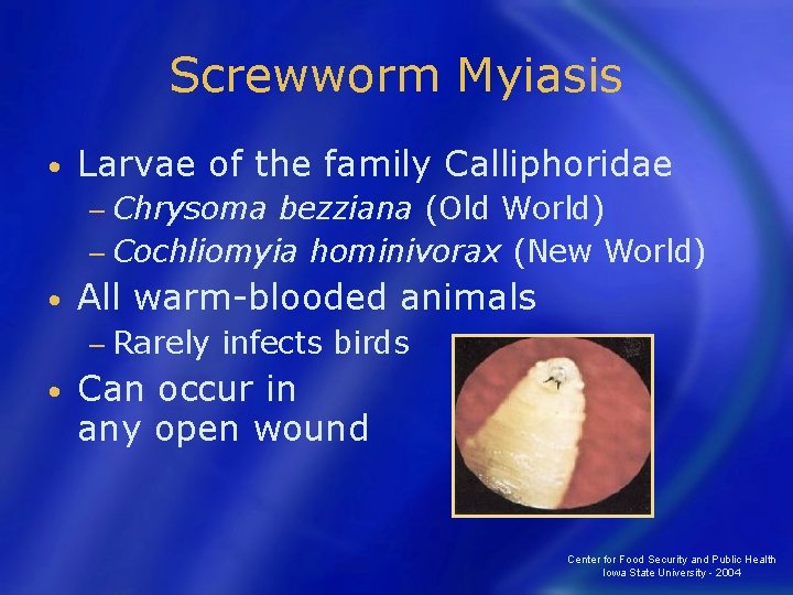Screwworm Myiasis Gusanos Mosca Verde Gusano barrendor Gusaneras