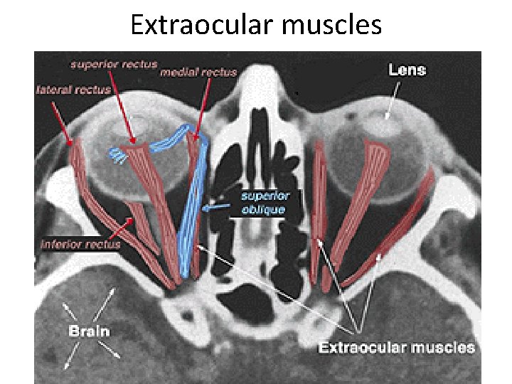 Introduction to The Human Eyeball Lecture 1 Outline