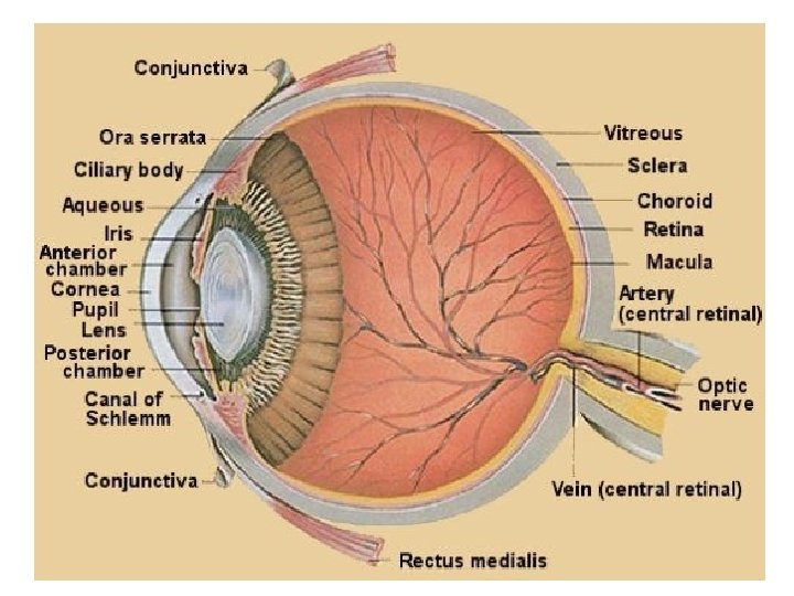 Introduction to The Human Eyeball Lecture 1 Outline