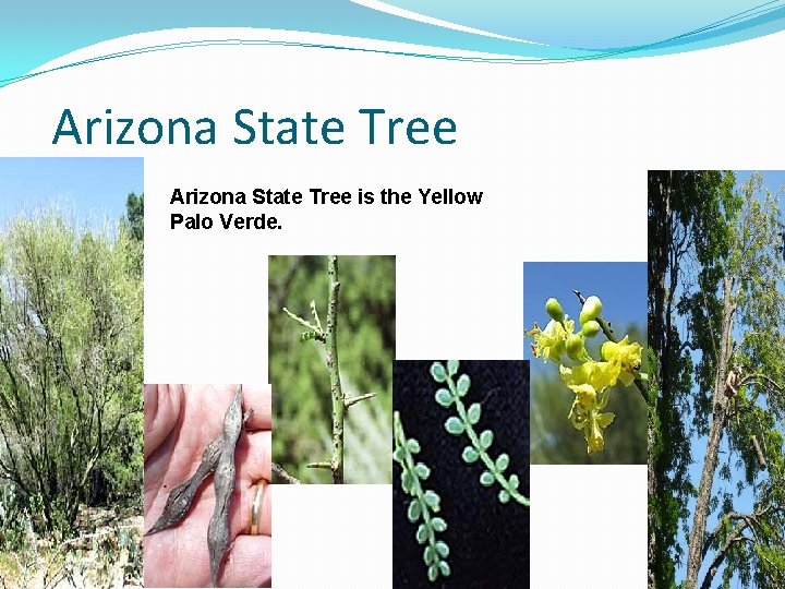 Arizona By Anna Platero Arizonas State Flag Seal