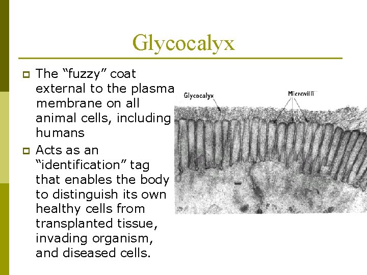 Eukaryotic Cells Animals Plants The Cell Building block