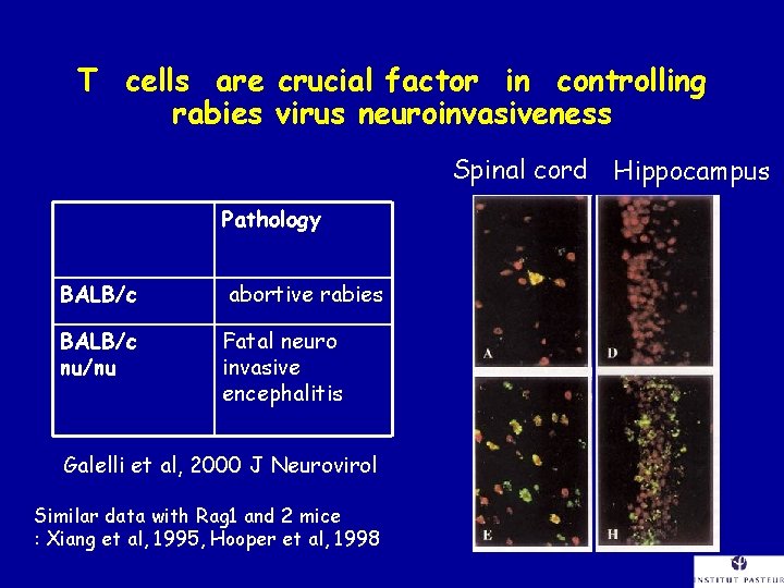 Immune evasion a critical strategy for rabies virus