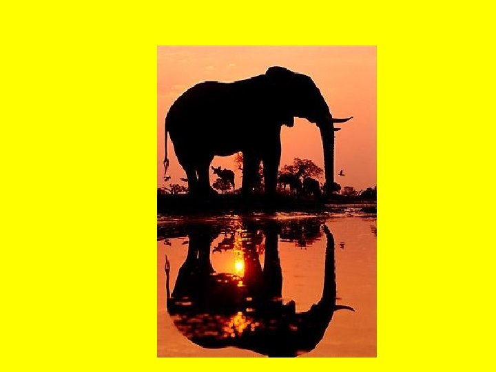 Frans Lanting By Hannah Frank Younger Childhood Years