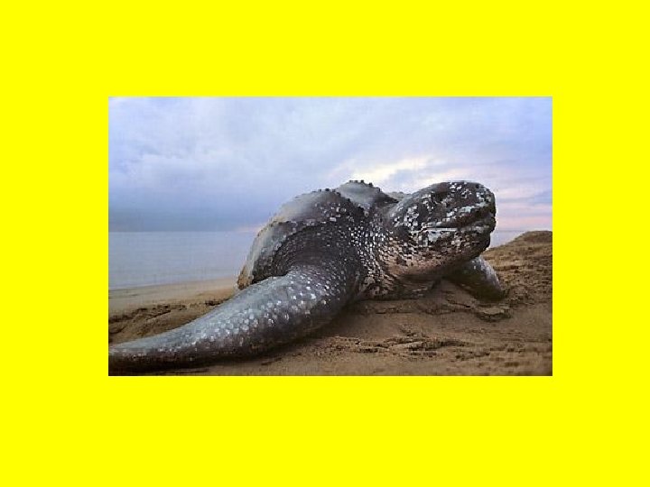 Frans Lanting By Hannah Frank Younger Childhood Years