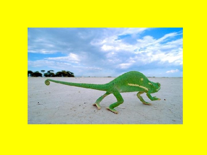 Frans Lanting By Hannah Frank Younger Childhood Years