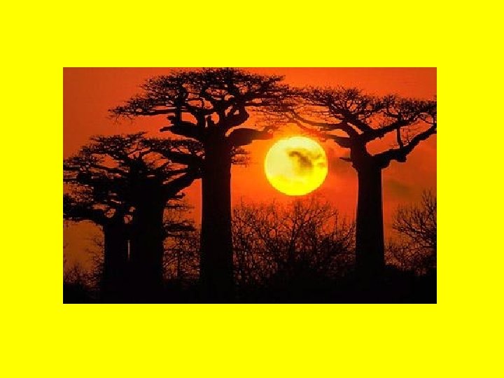 Frans Lanting By Hannah Frank Younger Childhood Years