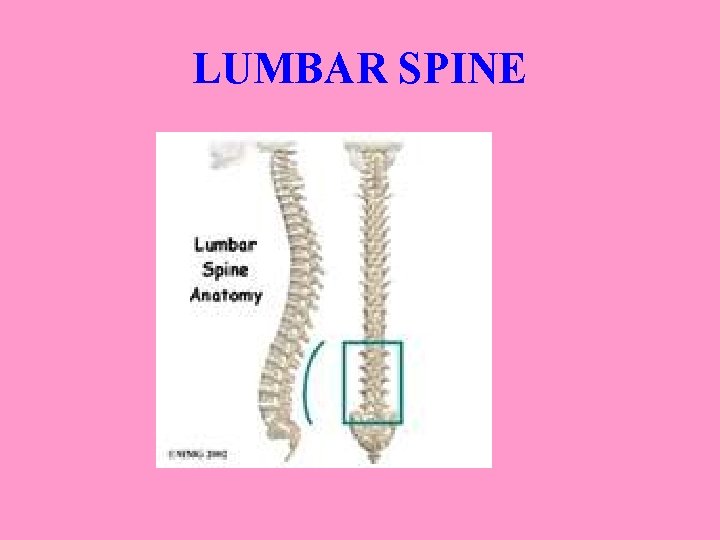 LUMBAR SPINE Bony Anatomy Made of two parts