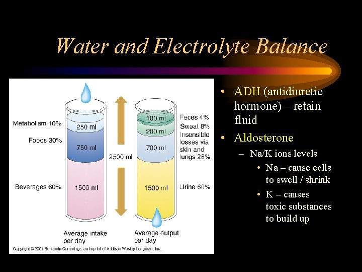 Endocrine System Anatomy and Physiology Diseases and Disorders