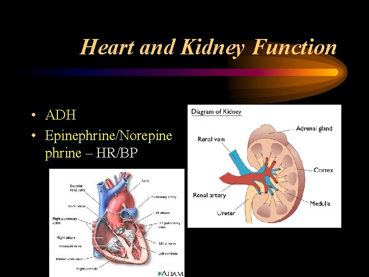 Endocrine System Anatomy and Physiology Diseases and Disorders
