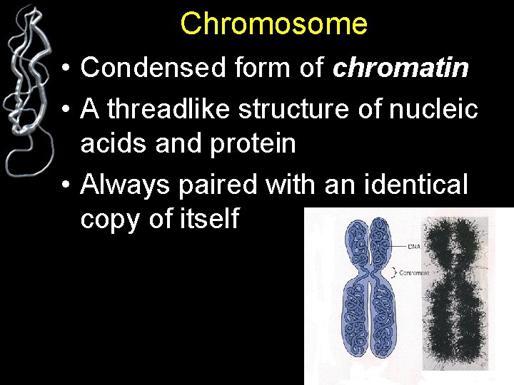 Chromosomes Boggie Chromosome Condensed form of chromatin A