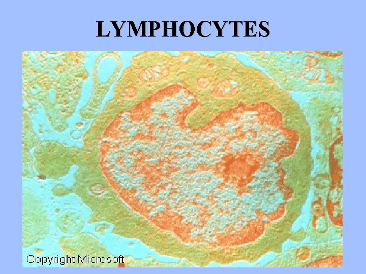 Cell Theory Chapter 3 Biology Mr Gilbertson Hookes