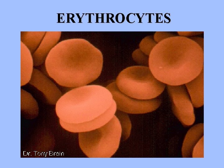 Cell Theory Chapter 3 Biology Mr Gilbertson Hookes