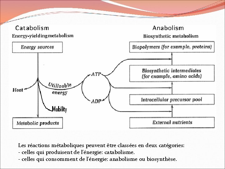METABOLISME ET NUTRITION BACTERIENS I Introduction Pour assurer