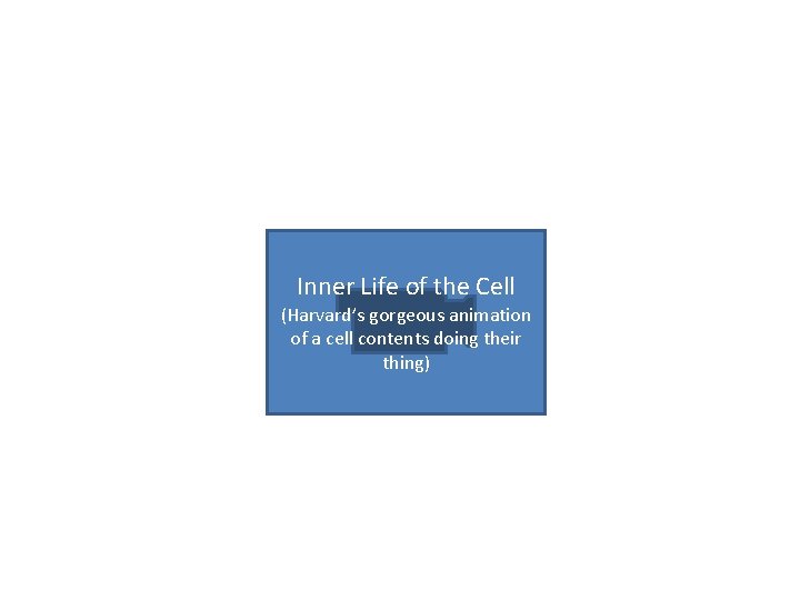 Inner Life of the Cell Harvards gorgeous animation